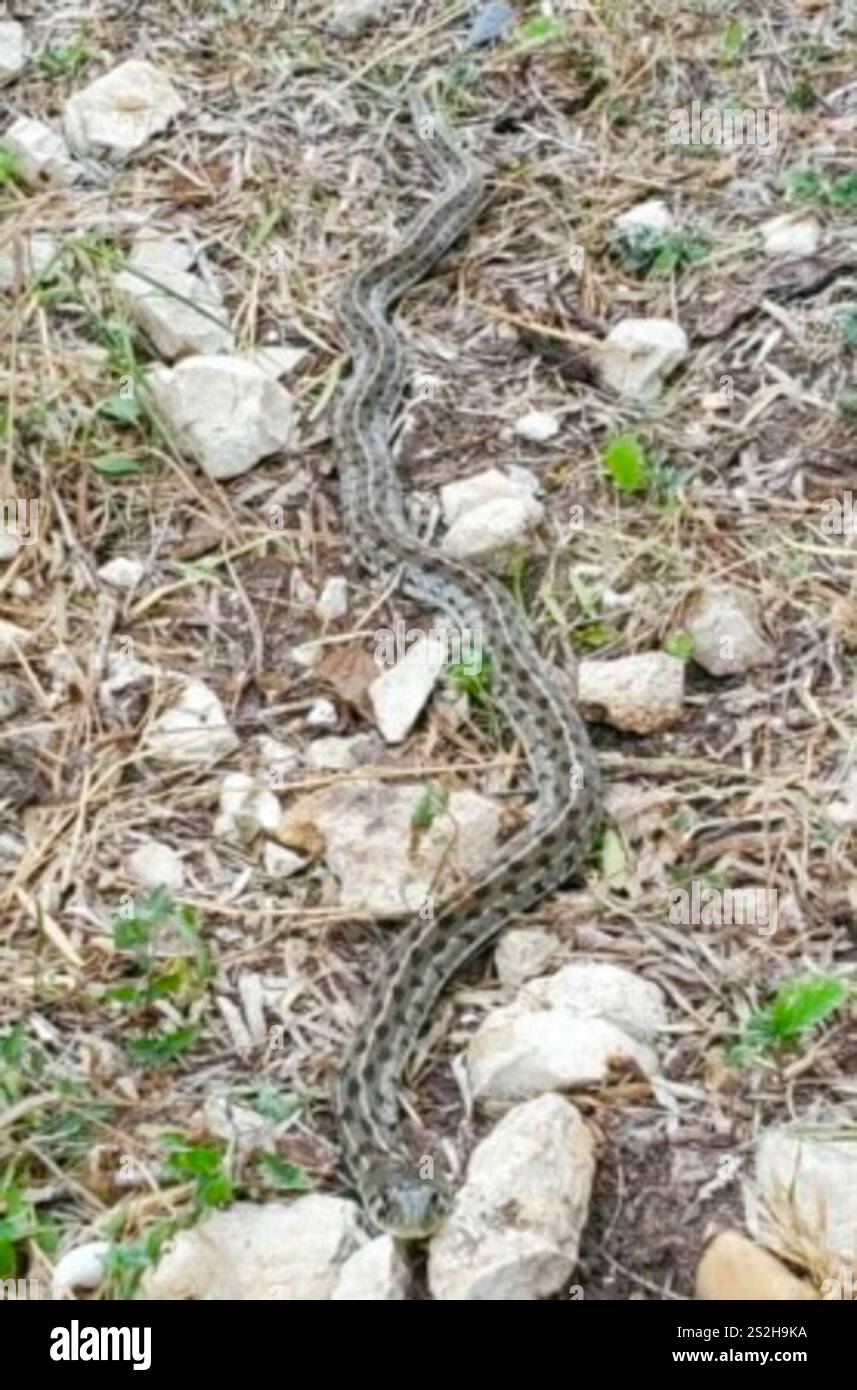 Checkered Garter Snake (Thamnophis marcianus Stock Photo - Alamy