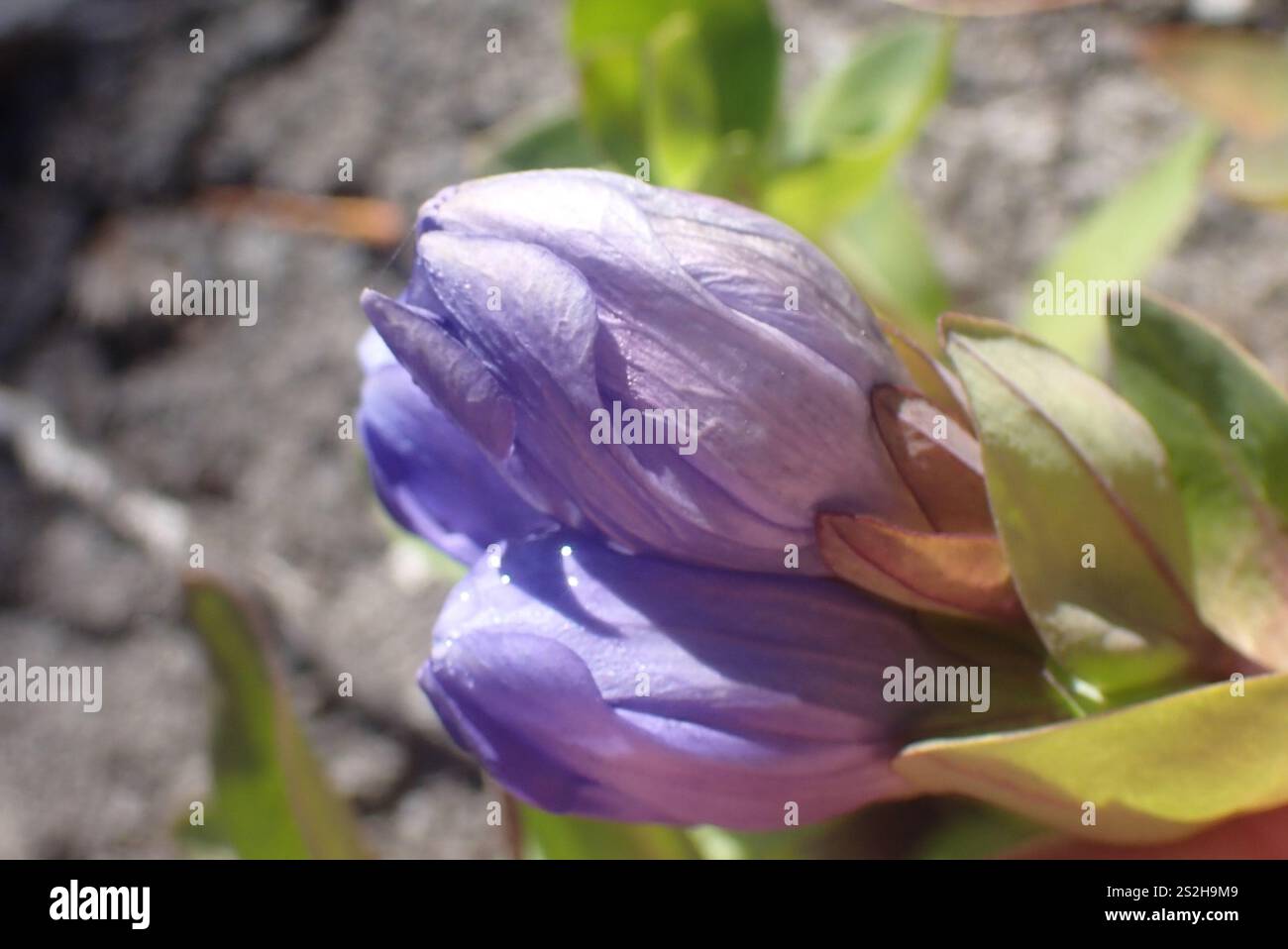 king's scepter gentian (Gentiana sceptrum Stock Photo - Alamy