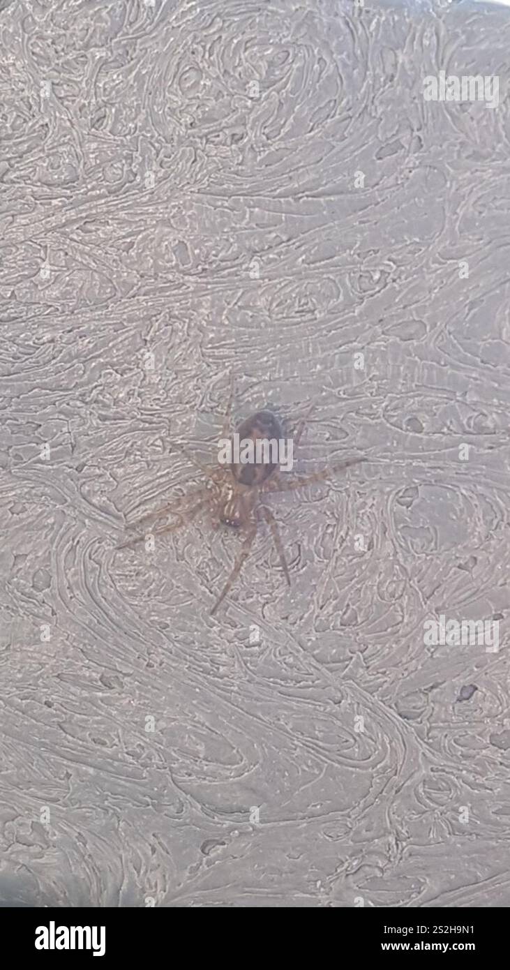 Lace-Weaver Spider (Amaurobius similis Stock Photo - Alamy