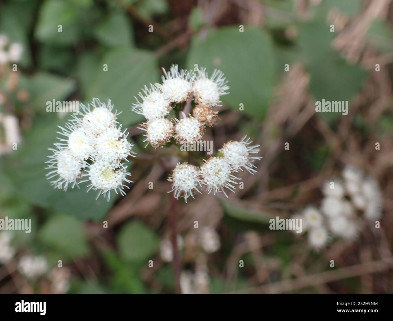 Crofton Weed (Ageratina adenophora Stock Photo - Alamy