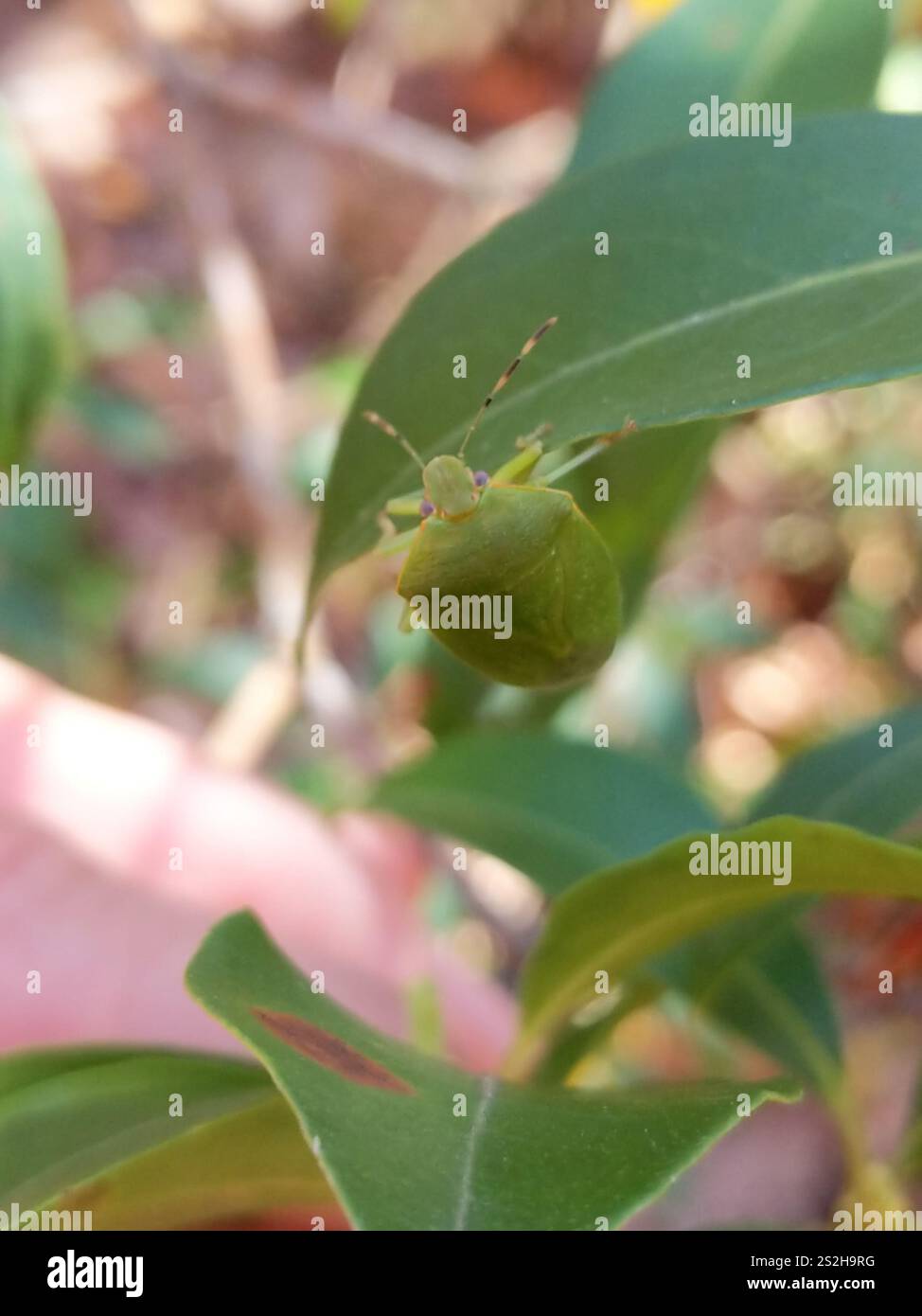 Green Stink Bug (Chinavia hilaris Stock Photo - Alamy