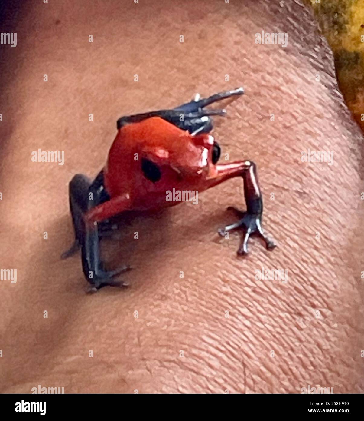 Strawberry Poison Dart Frog (Oophaga pumilio Stock Photo - Alamy