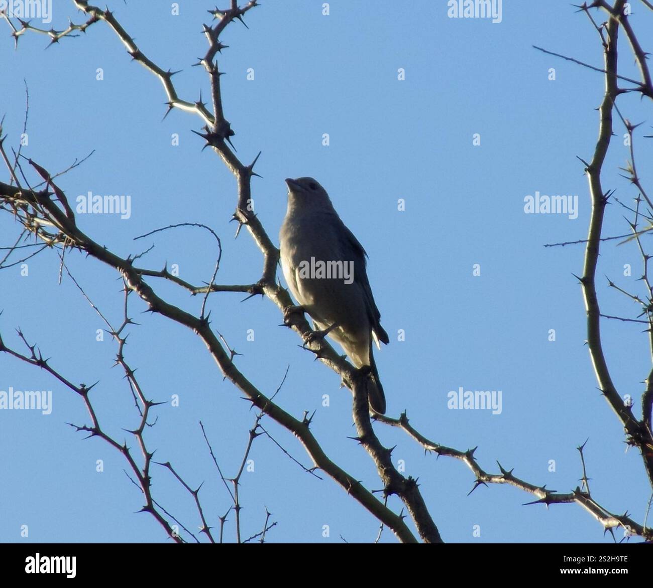 Sayaca Tanager (Thraupis sayaca Stock Photo - Alamy