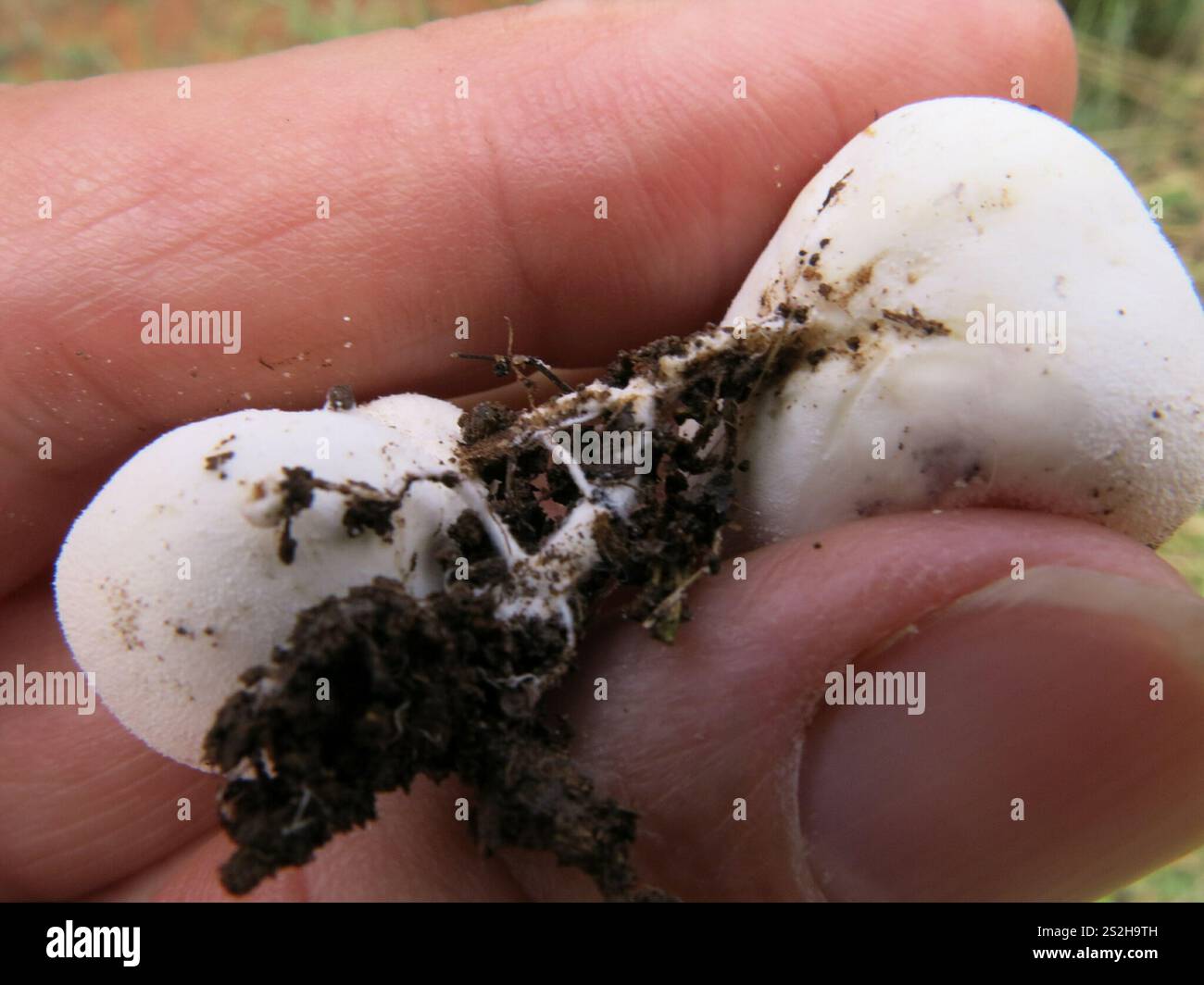 Meadow Puffball (Lycoperdon pratense Stock Photo - Alamy