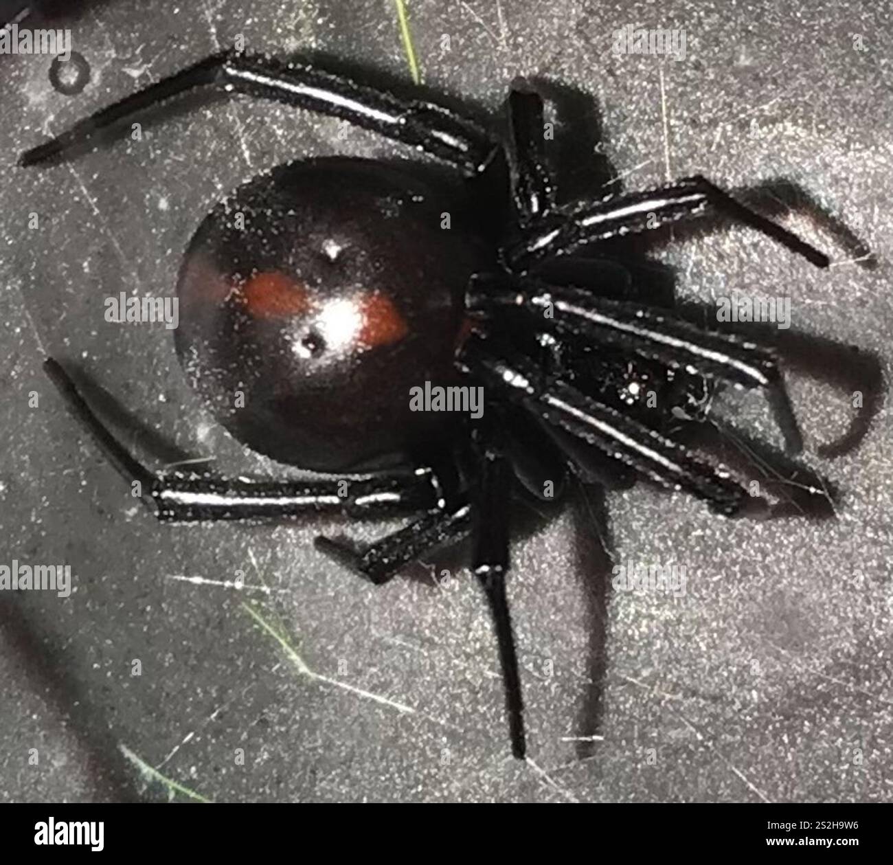 Southern Black Widow (Latrodectus mactans Stock Photo - Alamy