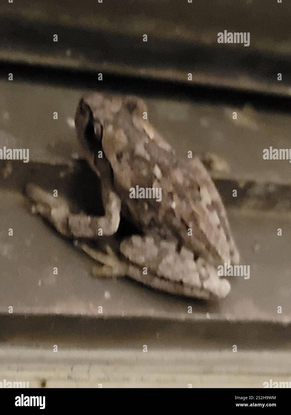 Pine Woods Tree Frog (Hyla femoralis Stock Photo - Alamy