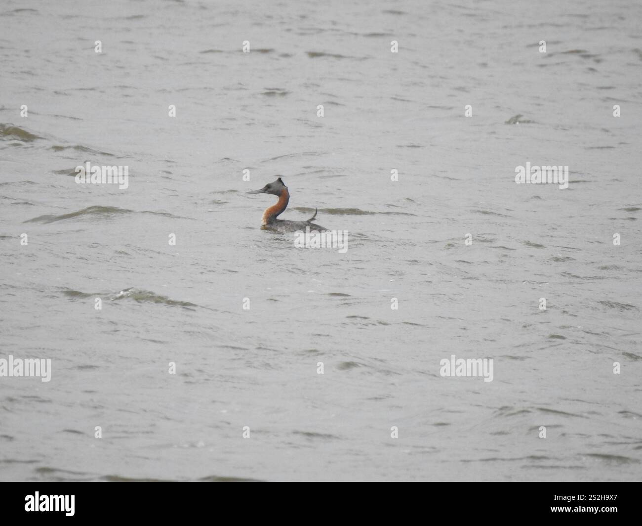Great Grebe (Podiceps major Stock Photo - Alamy