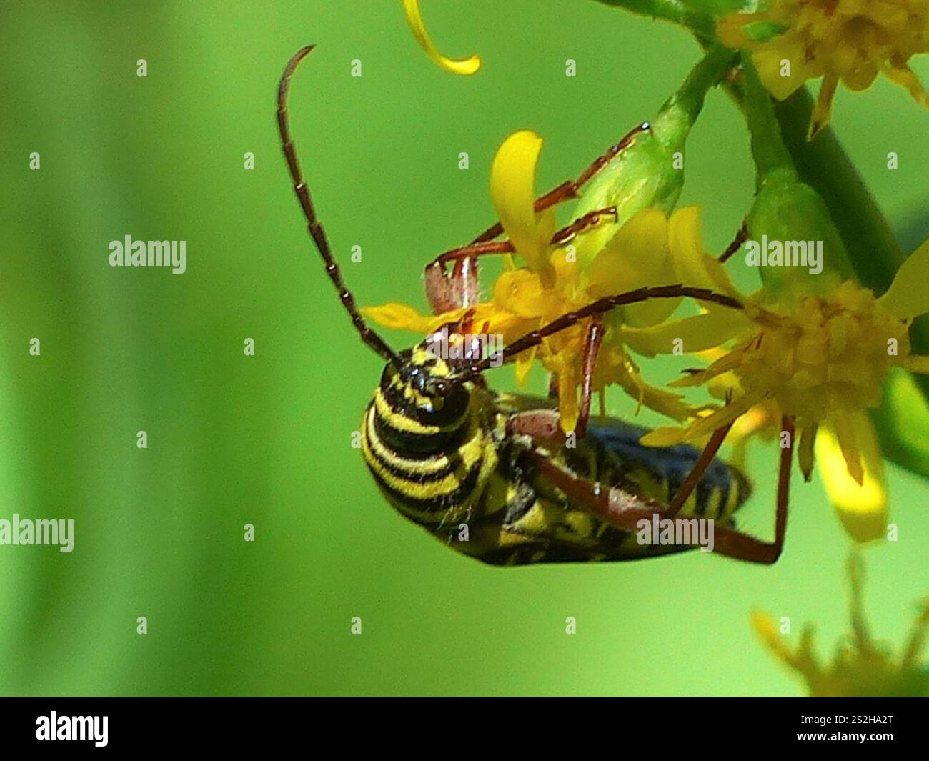 Locust Borer (Megacyllene robiniae Stock Photo - Alamy