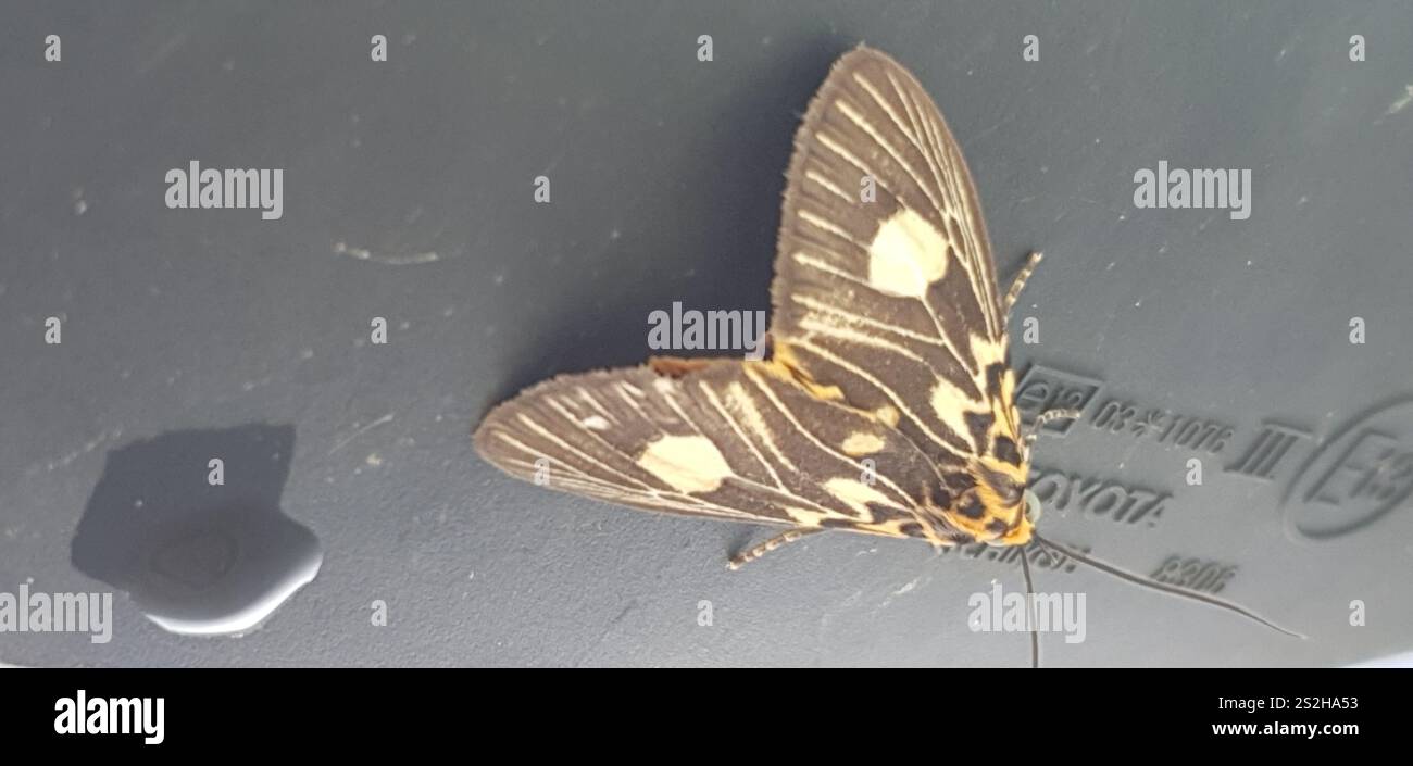 Two-spots Tiger Moth (Asota plagiata Stock Photo - Alamy