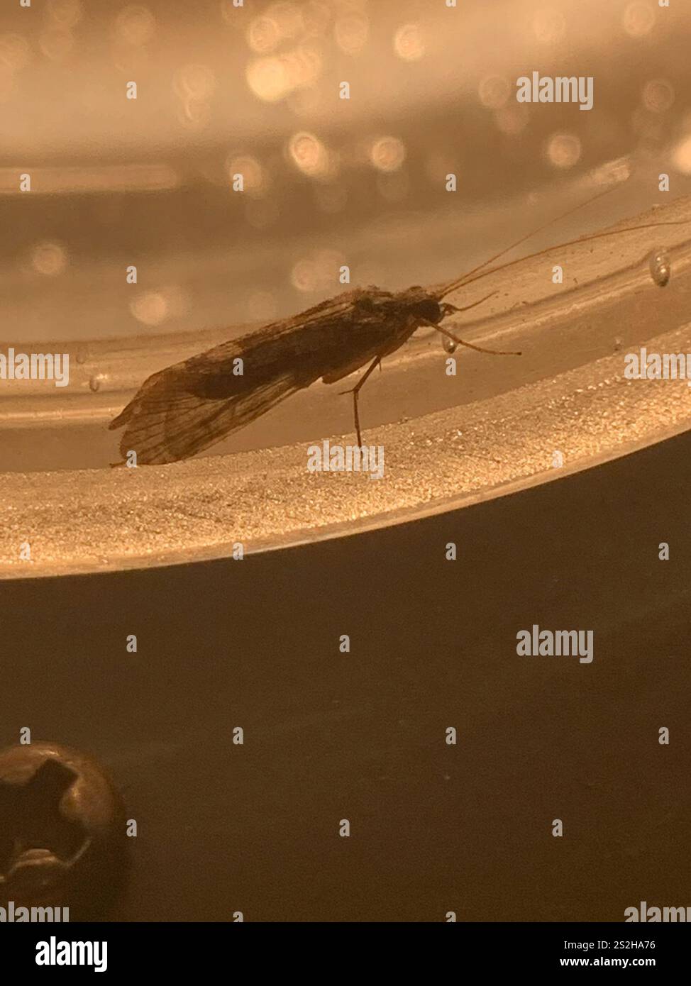 Net-spinning Caddisflies (Hydropsychidae Stock Photo - Alamy