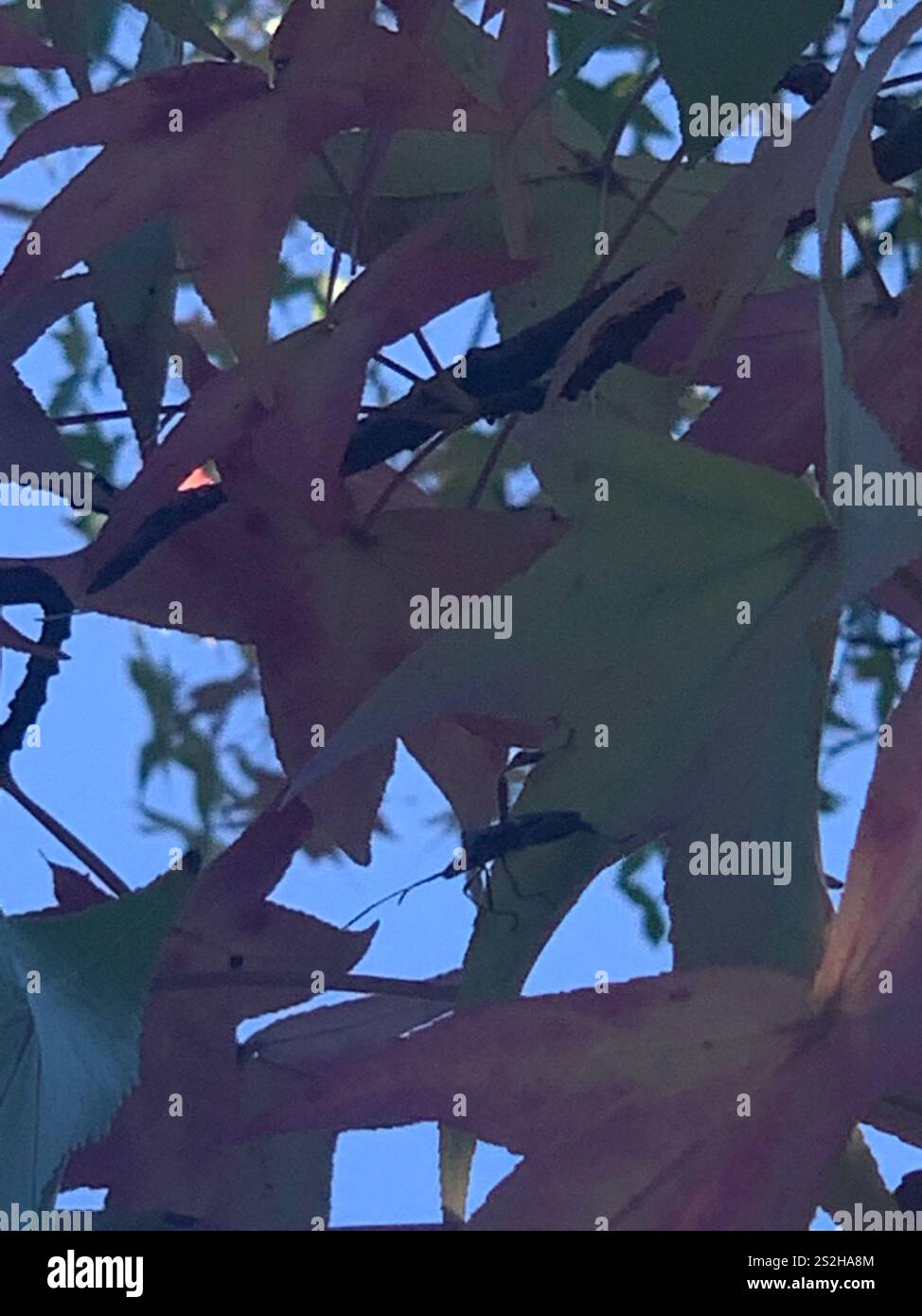 Leaf Footed Bugs Coreidae Stock Photo Alamy