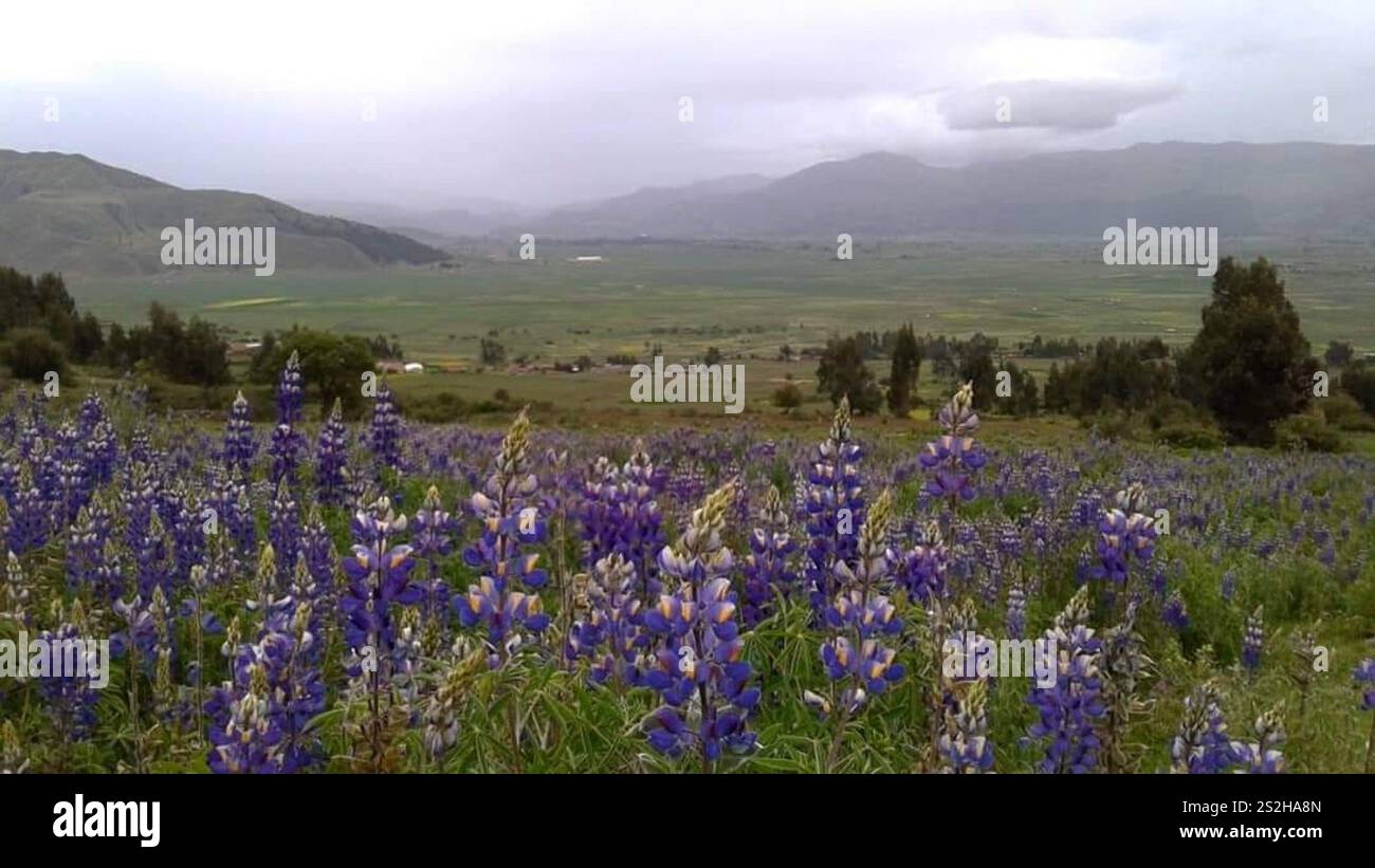 tarwi (Lupinus mutabilis Stock Photo - Alamy