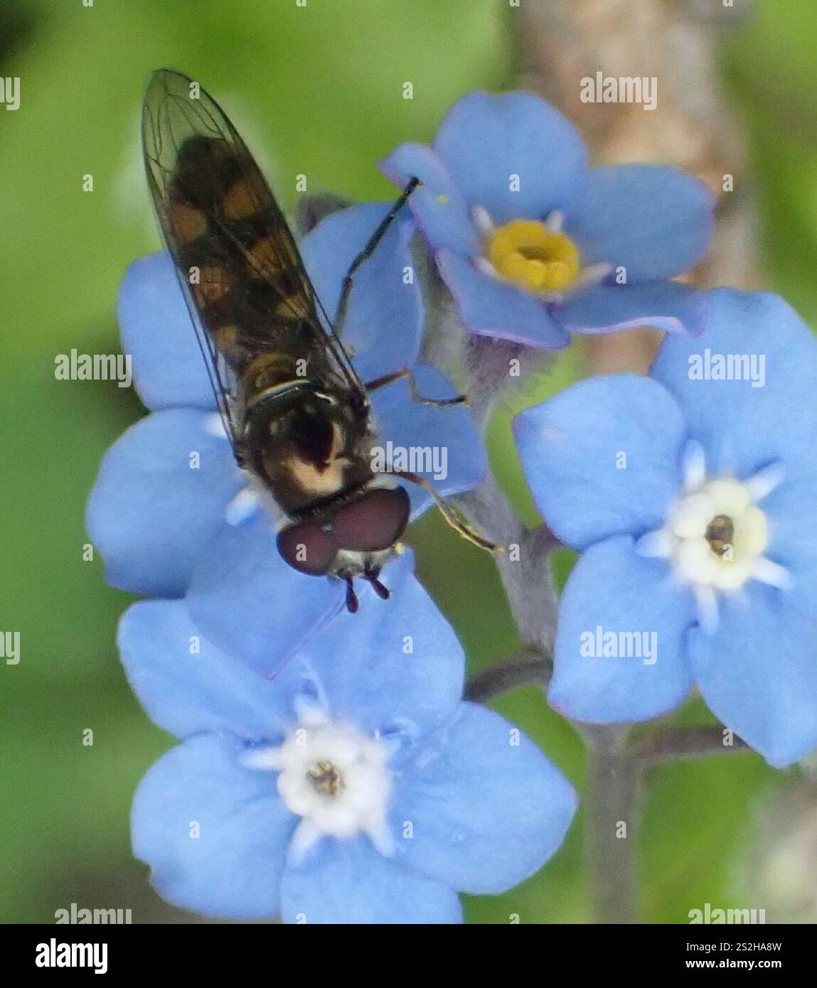 Typical Hover Flies (Syrphinae Stock Photo - Alamy