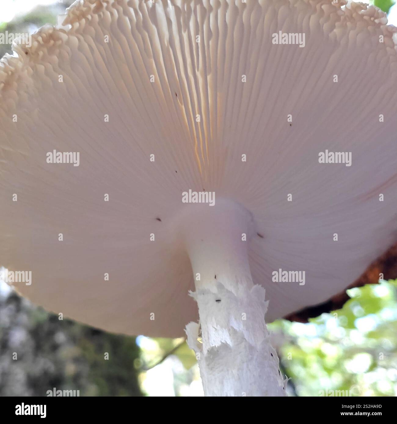Eastern North American Destroying Angel (Amanita bisporigera Stock ...