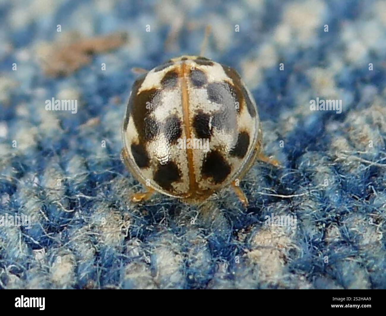 Twenty-spotted Lady Beetle (Psyllobora vigintimaculata Stock Photo - Alamy