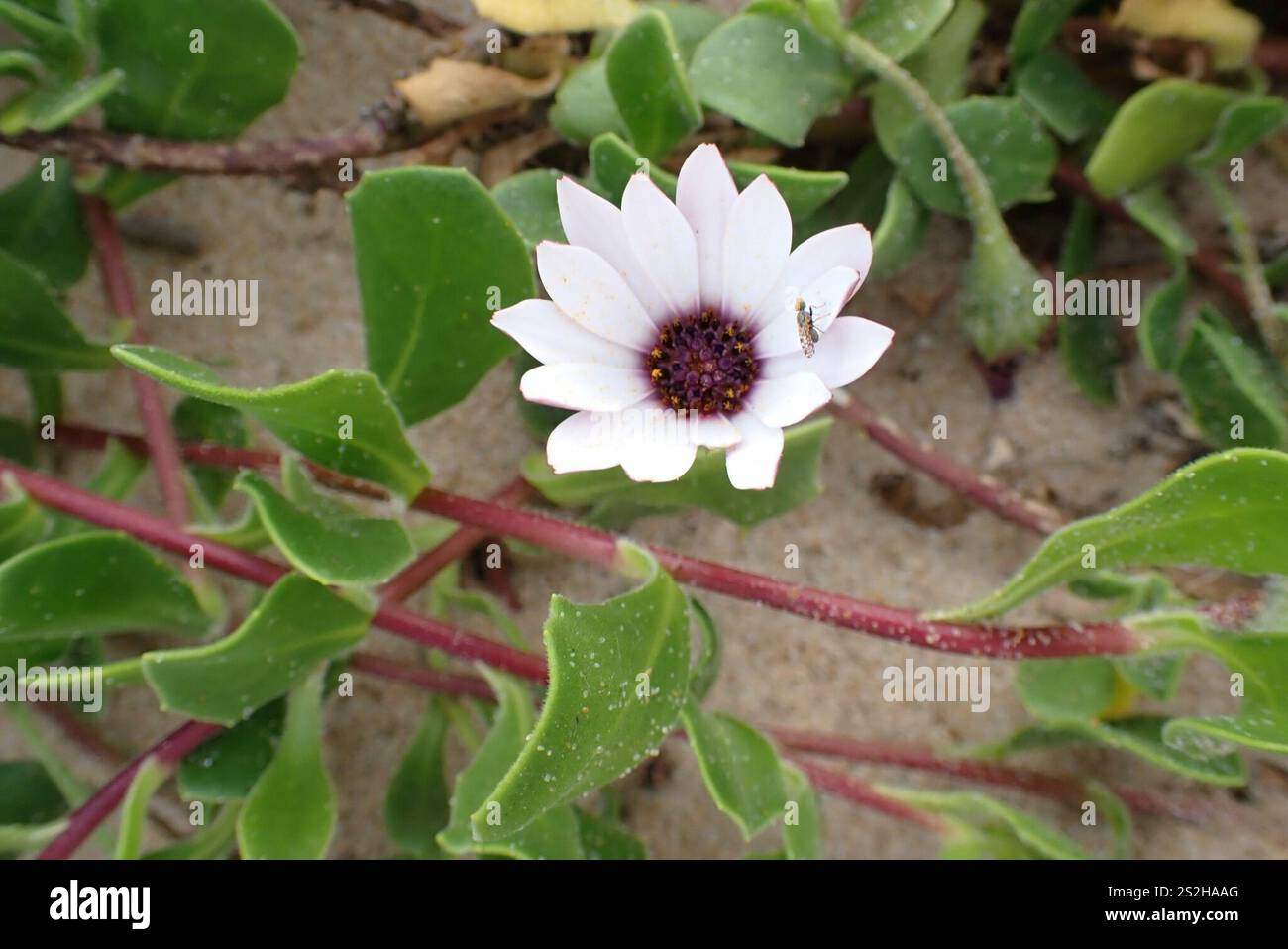 trailing African daisy (Dimorphotheca fruticosa Stock Photo - Alamy