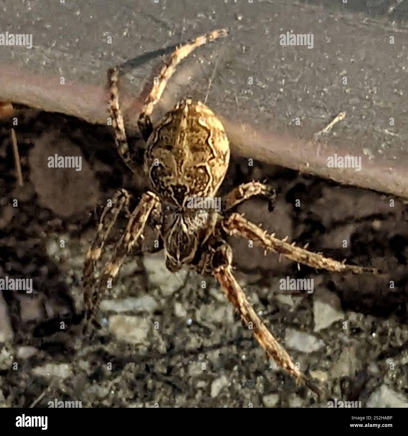 Furrow Spiders (Larinioides Stock Photo - Alamy