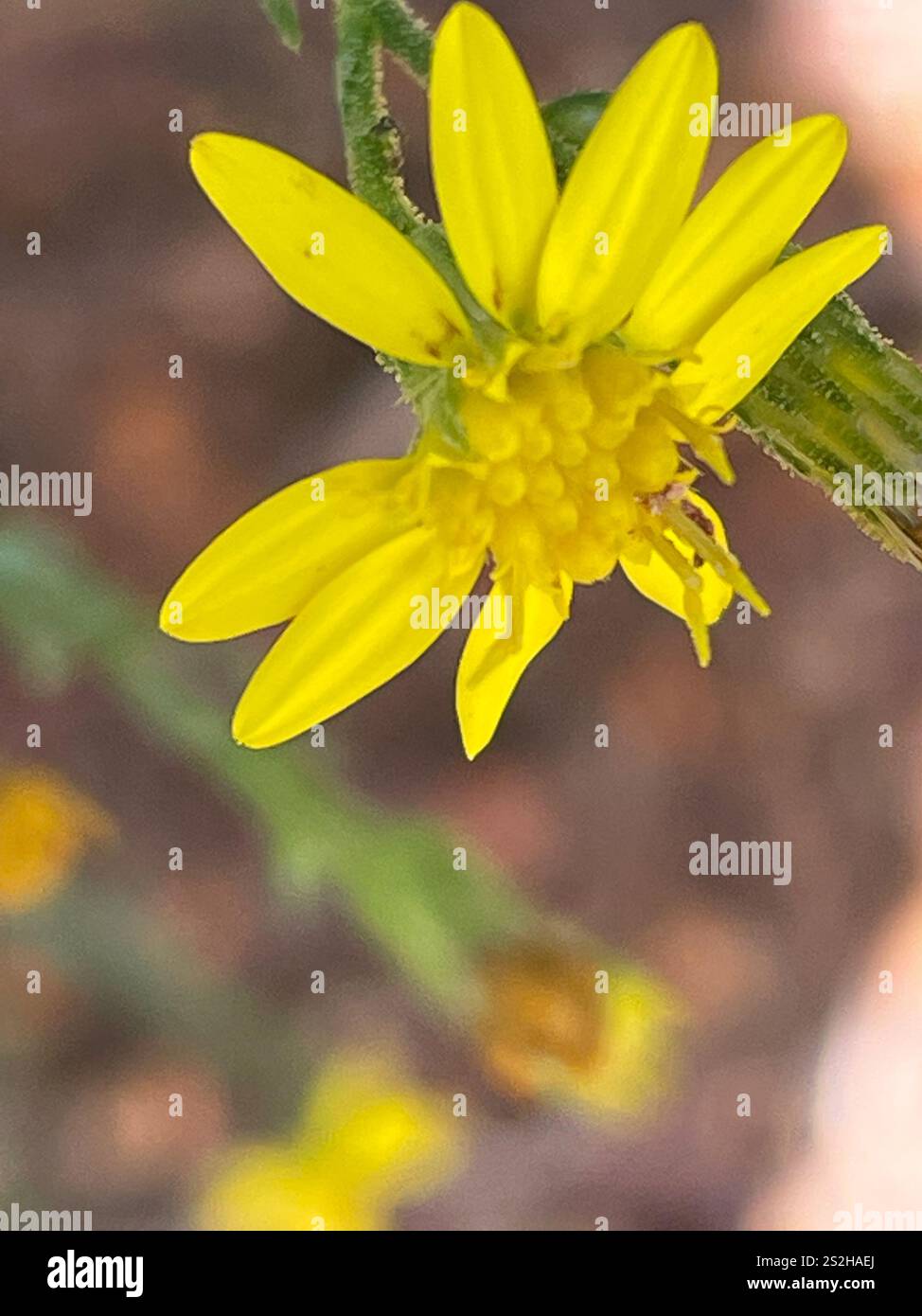 Pineland Silkgrass (Pityopsis aspera Stock Photo - Alamy