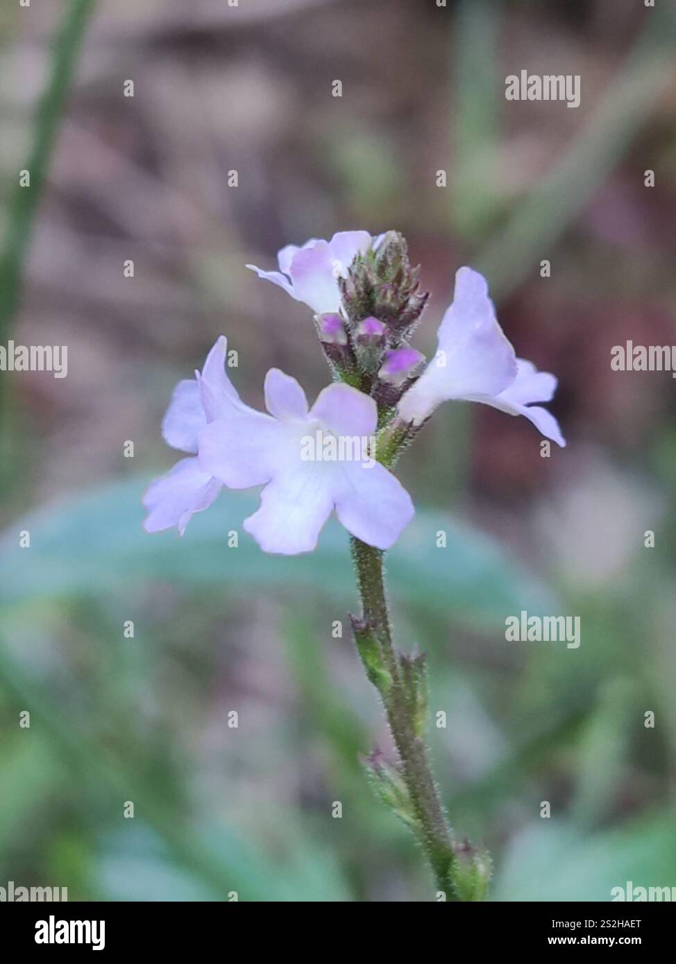 Common vervain (Verbena officinalis Stock Photo - Alamy