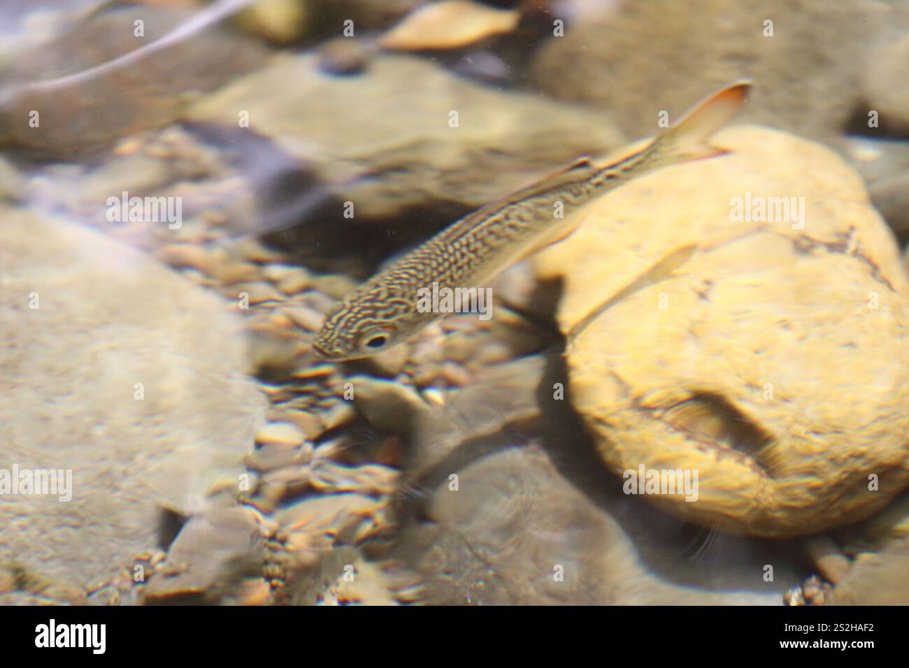 Kuhlia marginata hi-res stock photography and images - Alamy