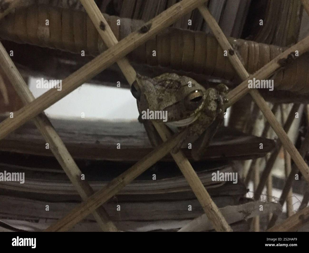 Common Hourglass Tree Frog (Polypedates cruciger Stock Photo - Alamy