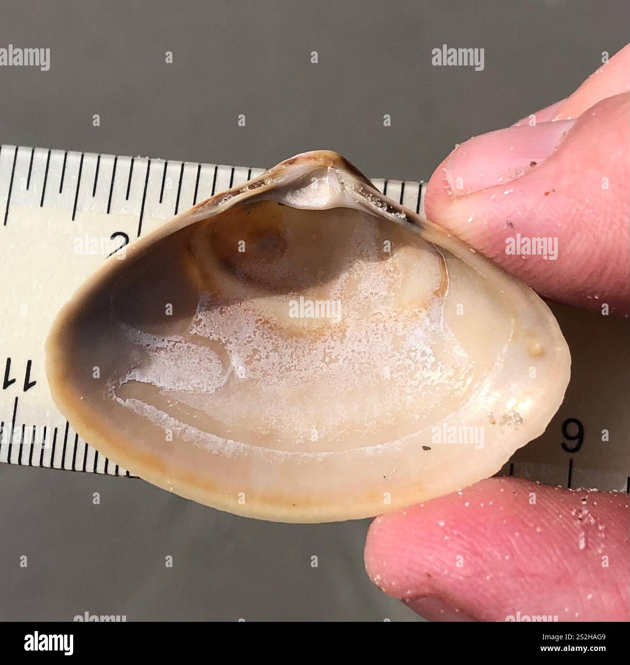 Southern Surfclam (Spisula raveneli Stock Photo - Alamy