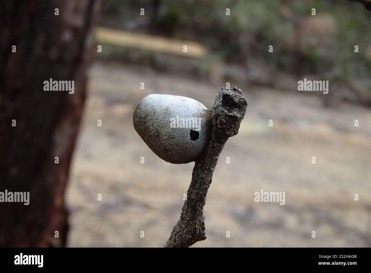 Slug Caterpillar Moths (Limacodidae Stock Photo - Alamy