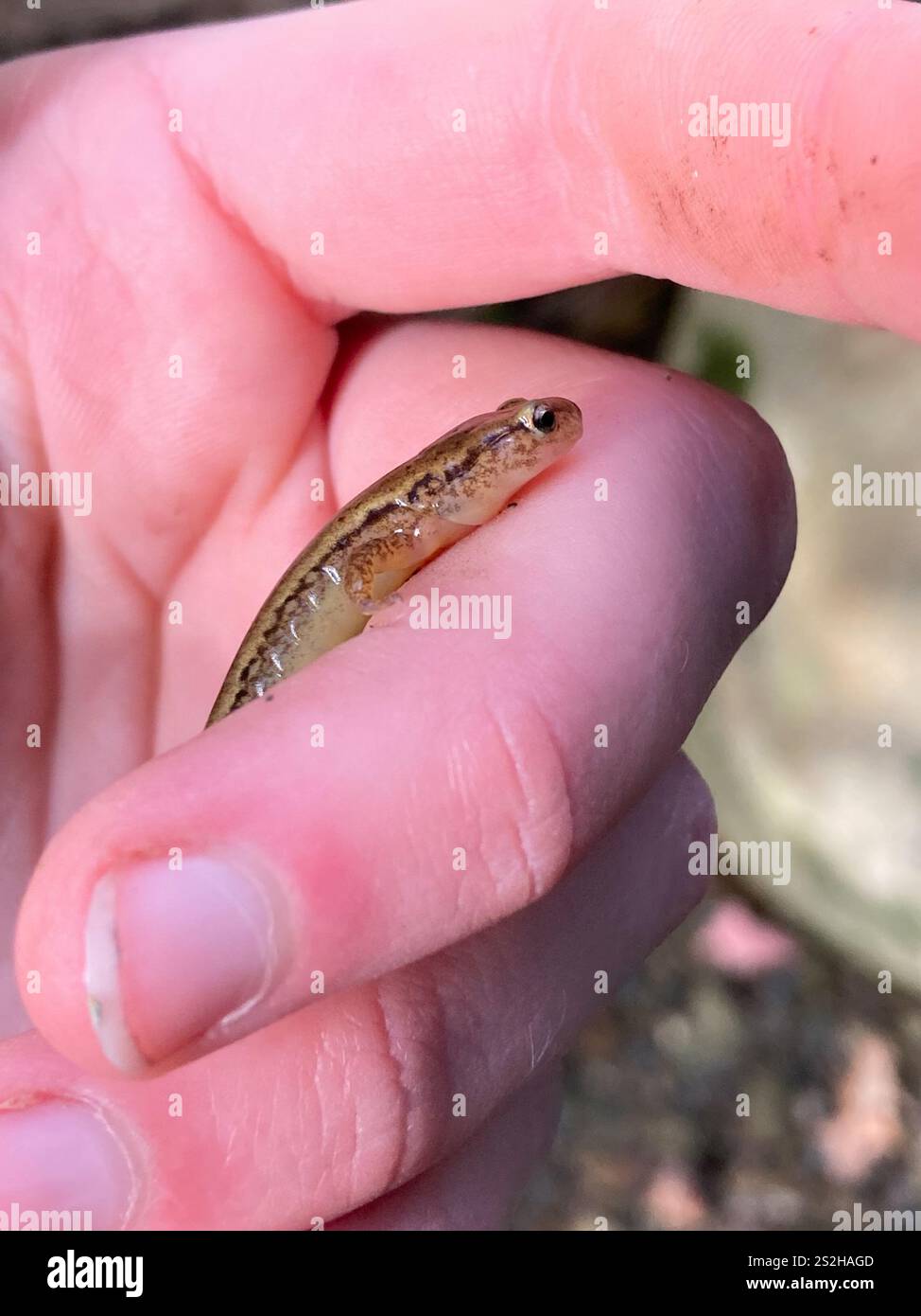 Northern Two-lined Salamander (Eurycea bislineata Stock Photo - Alamy