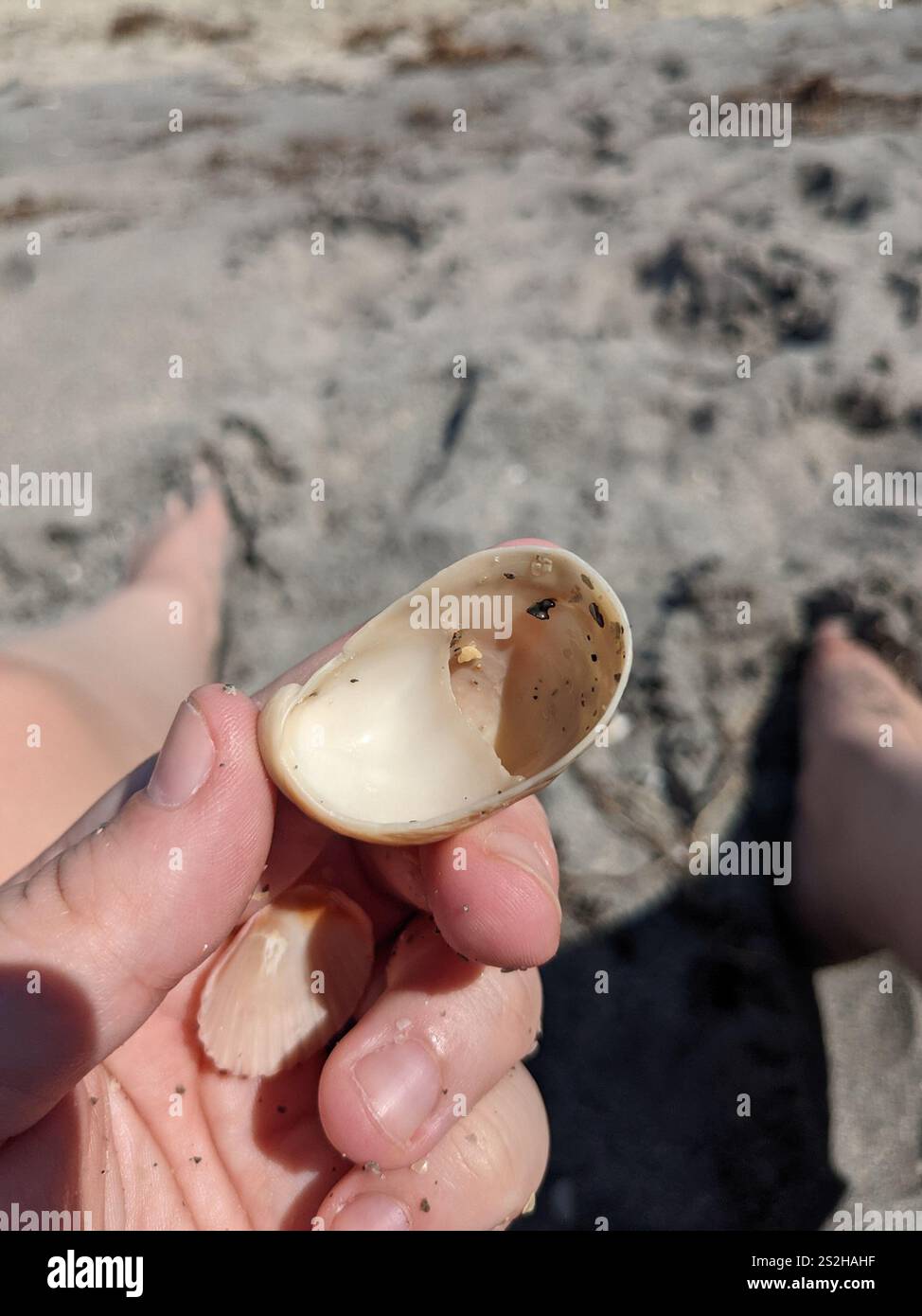 Common Atlantic Slippersnail (Crepidula fornicata Stock Photo - Alamy