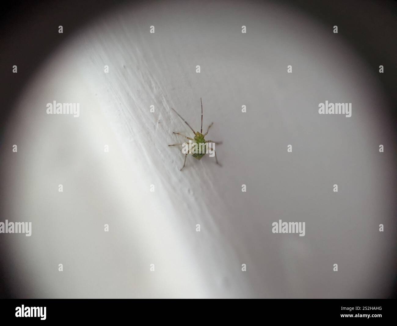 North American Tarnished Plant Bug (Lygus lineolaris Stock Photo - Alamy