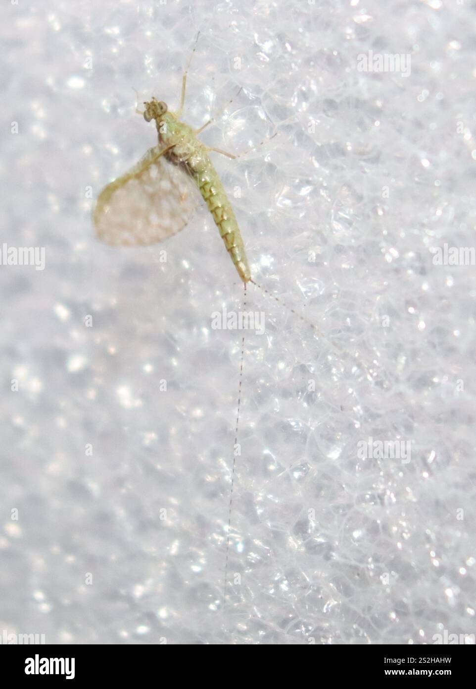 Small Mayflies (Baetidae Stock Photo - Alamy