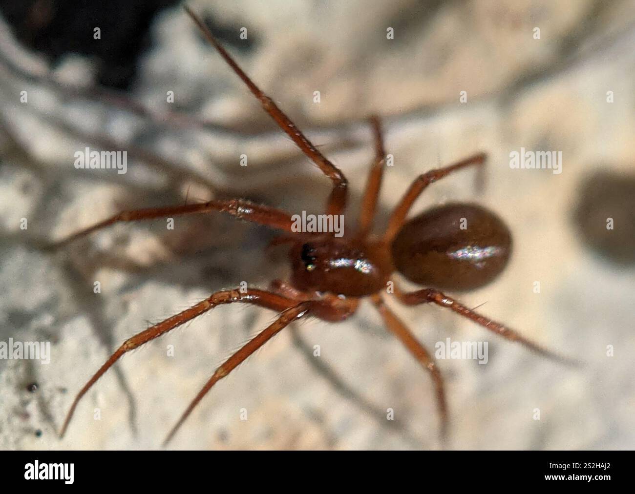 Comb-footed Spiders (Theridiidae Stock Photo - Alamy