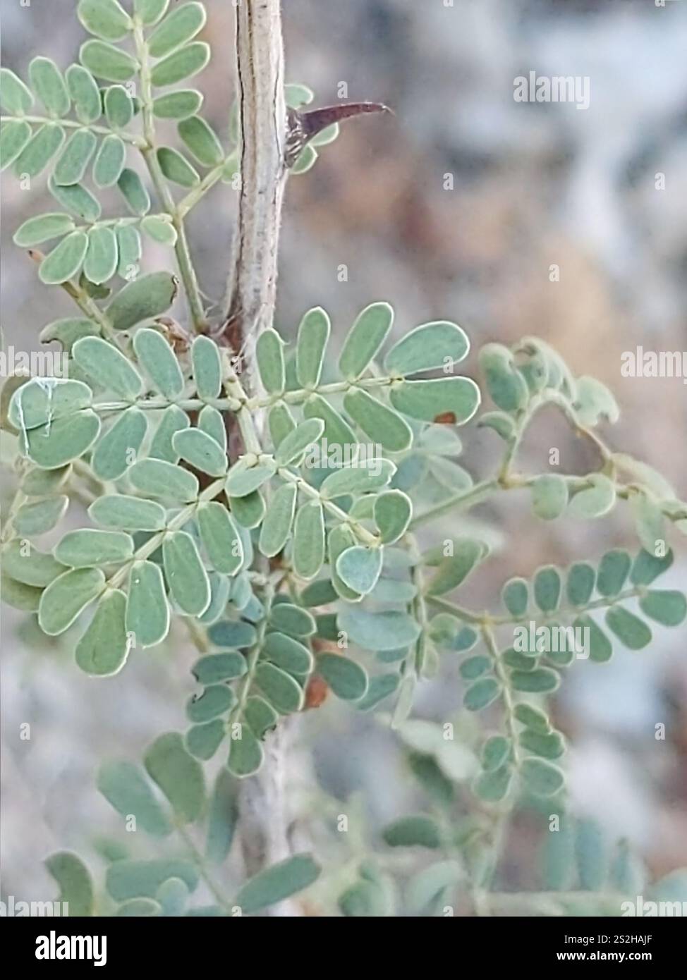 Catclaw Acacia (Senegalia greggii Stock Photo - Alamy
