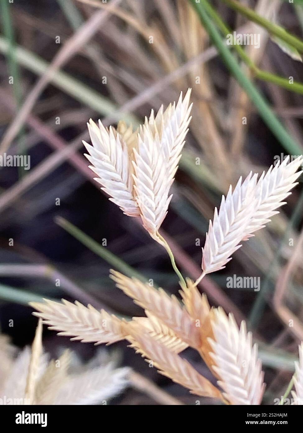 Red Lovegrass (Eragrostis secundiflora Stock Photo - Alamy