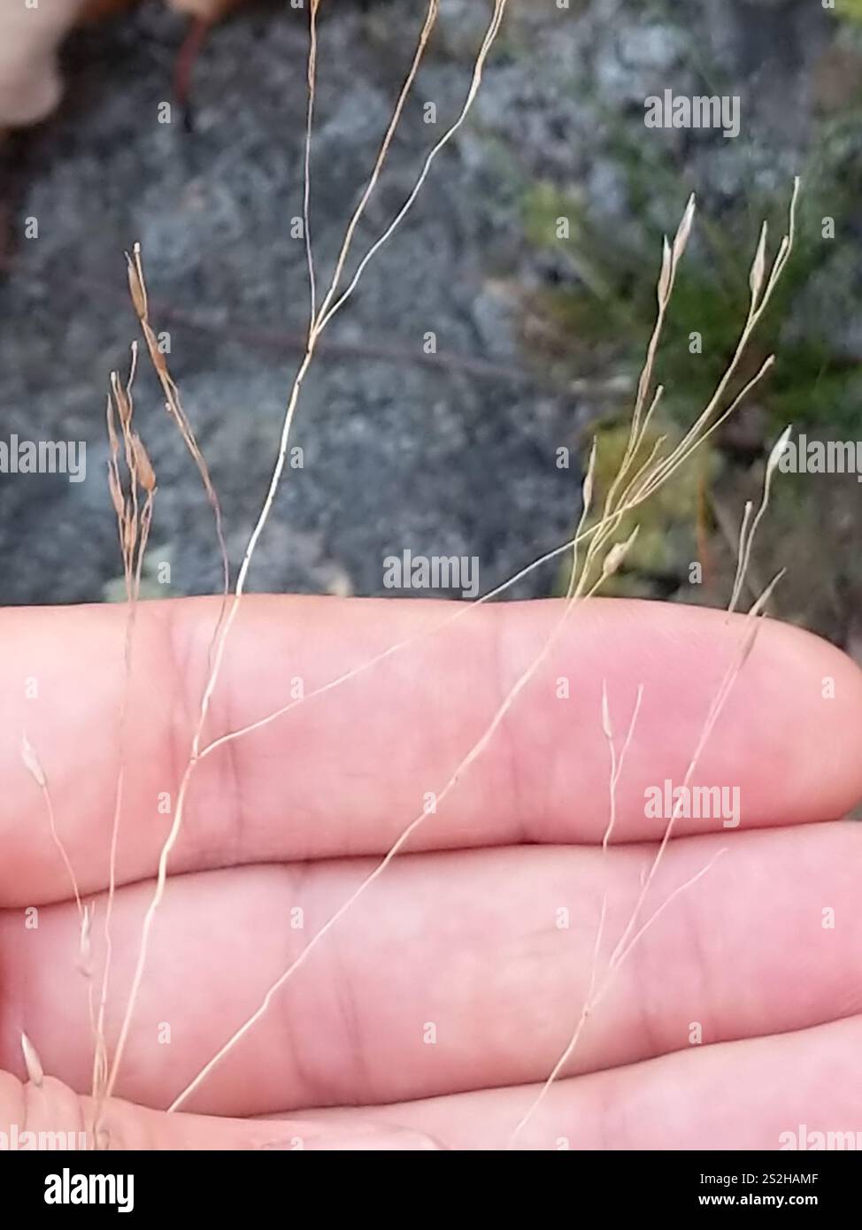 wavy hair-grass (Avenella flexuosa Stock Photo - Alamy