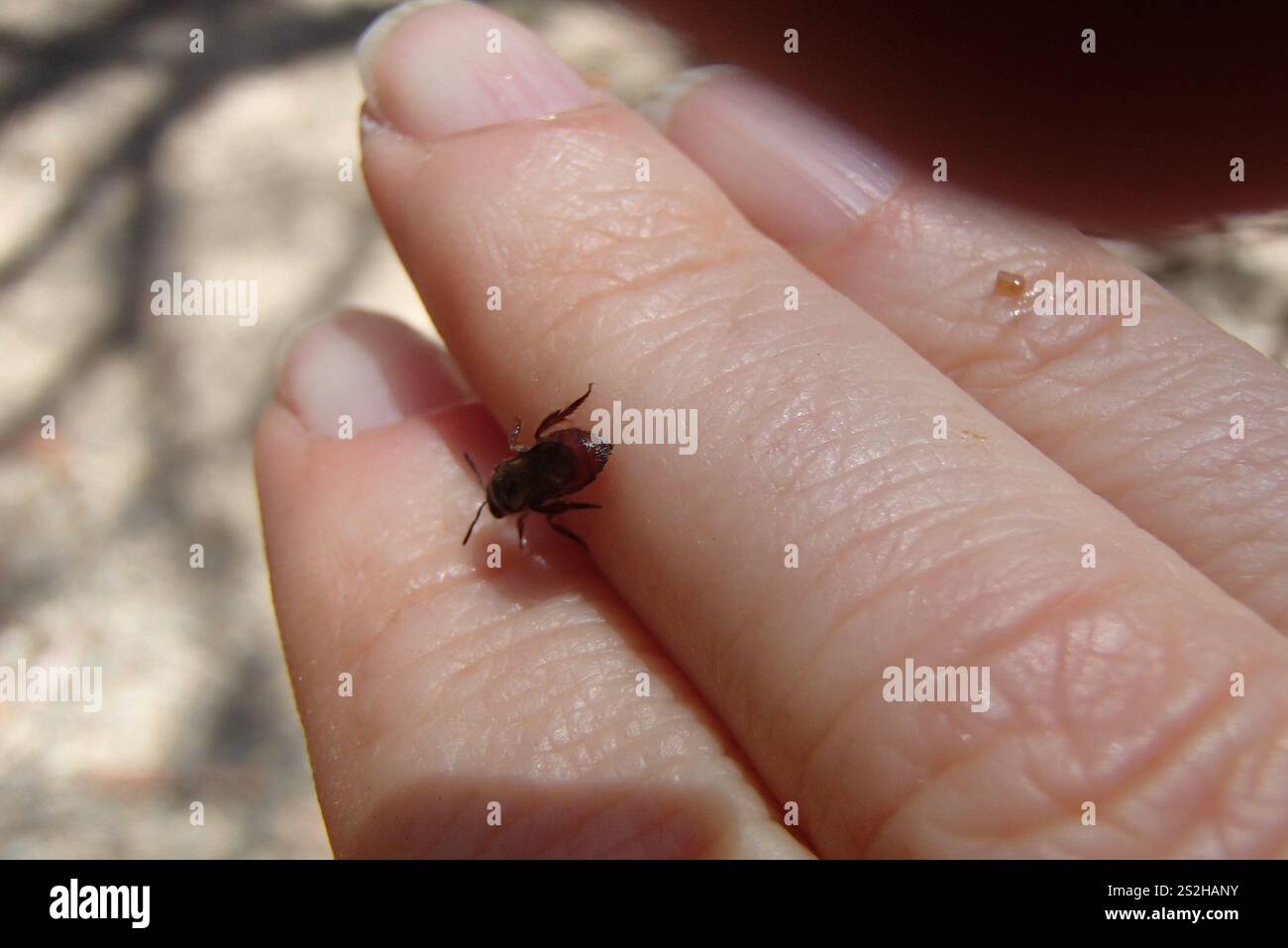 Honey Bees, Bumble Bees, and Allies (Apidae Stock Photo - Alamy