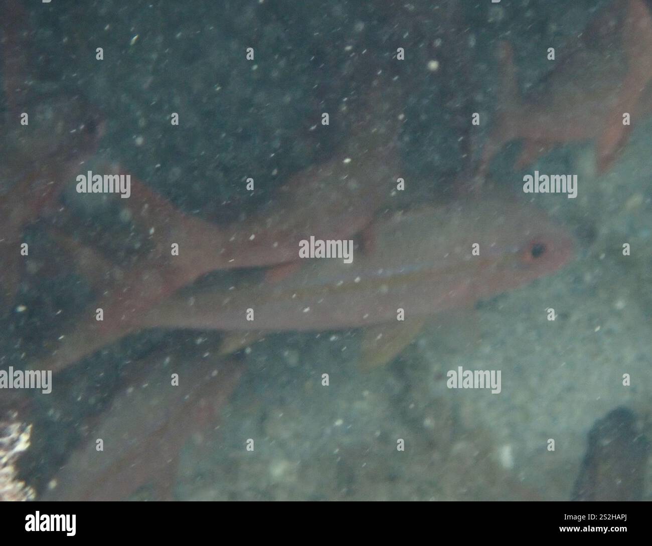 Yellowfin Goatfish (Mulloidichthys vanicolensis Stock Photo - Alamy