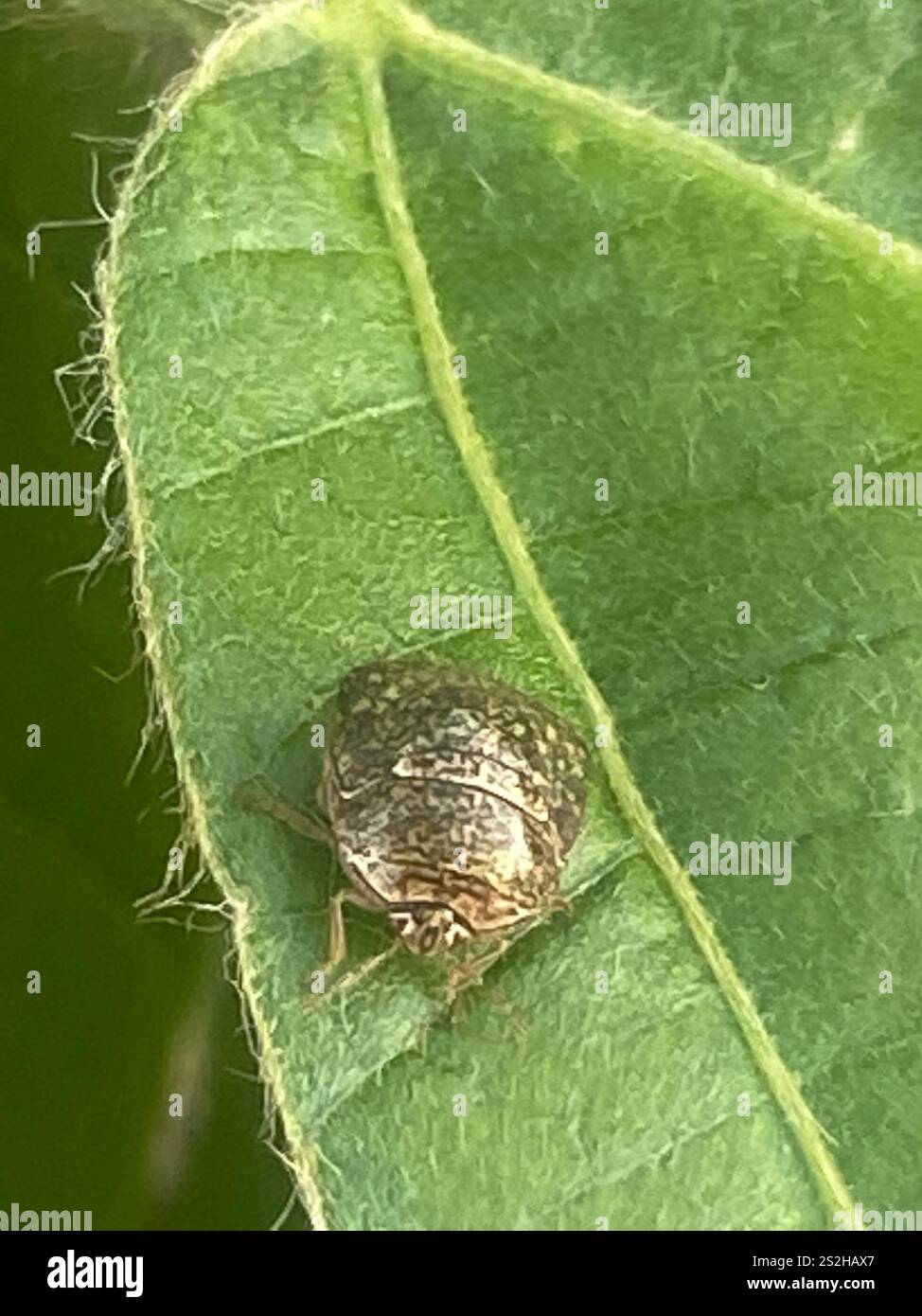 Kudzu Bug (Megacopta cribraria Stock Photo - Alamy