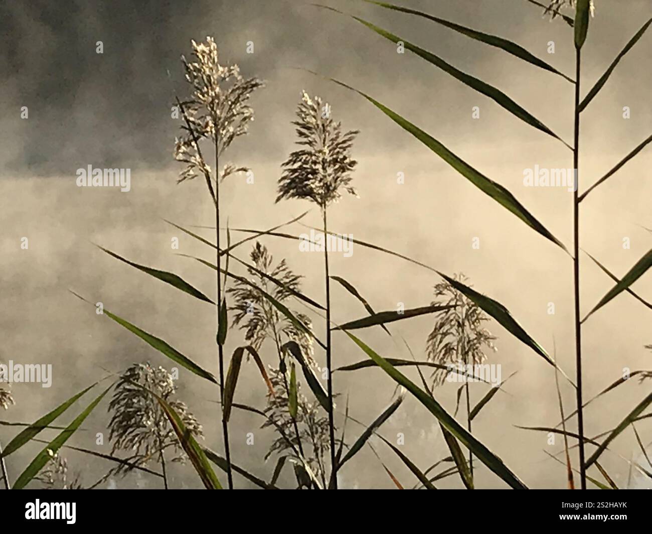European reed (Phragmites australis australis Stock Photo - Alamy