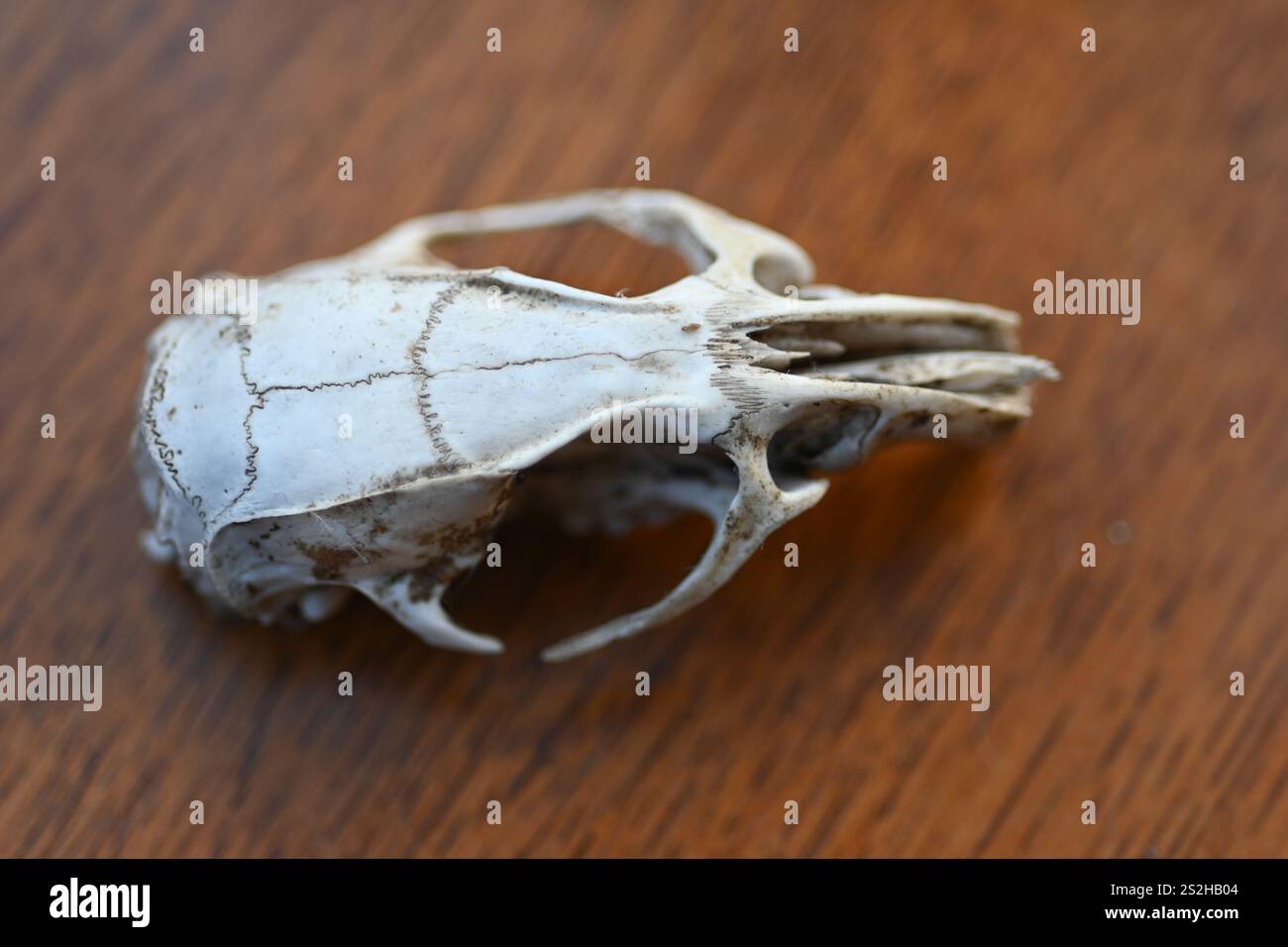 Hare skeleton hi-res stock photography and images - Alamy