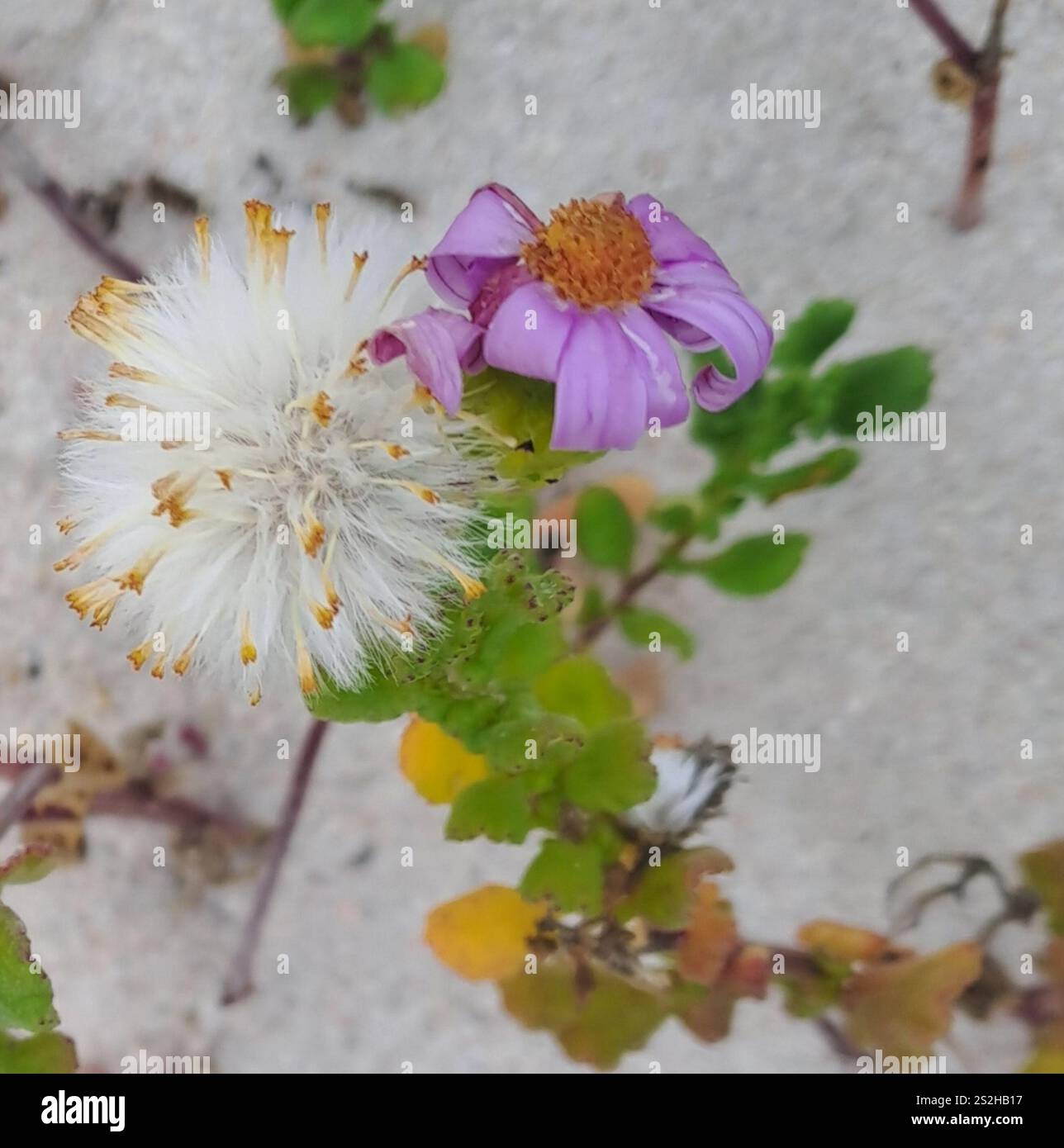 Red-purple Ragwort (Senecio elegans Stock Photo - Alamy