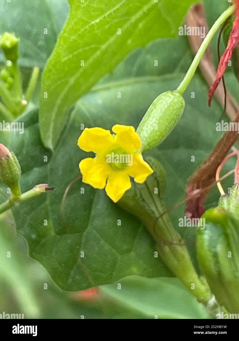 creeping cucumber (Melothria pendula Stock Photo - Alamy