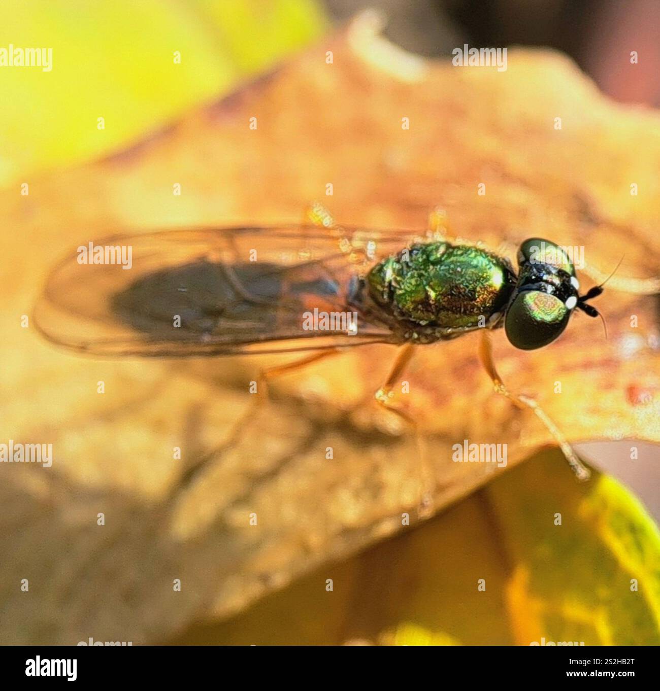 Twin-Spot Centurion Fly (Sargus bipunctatus Stock Photo - Alamy