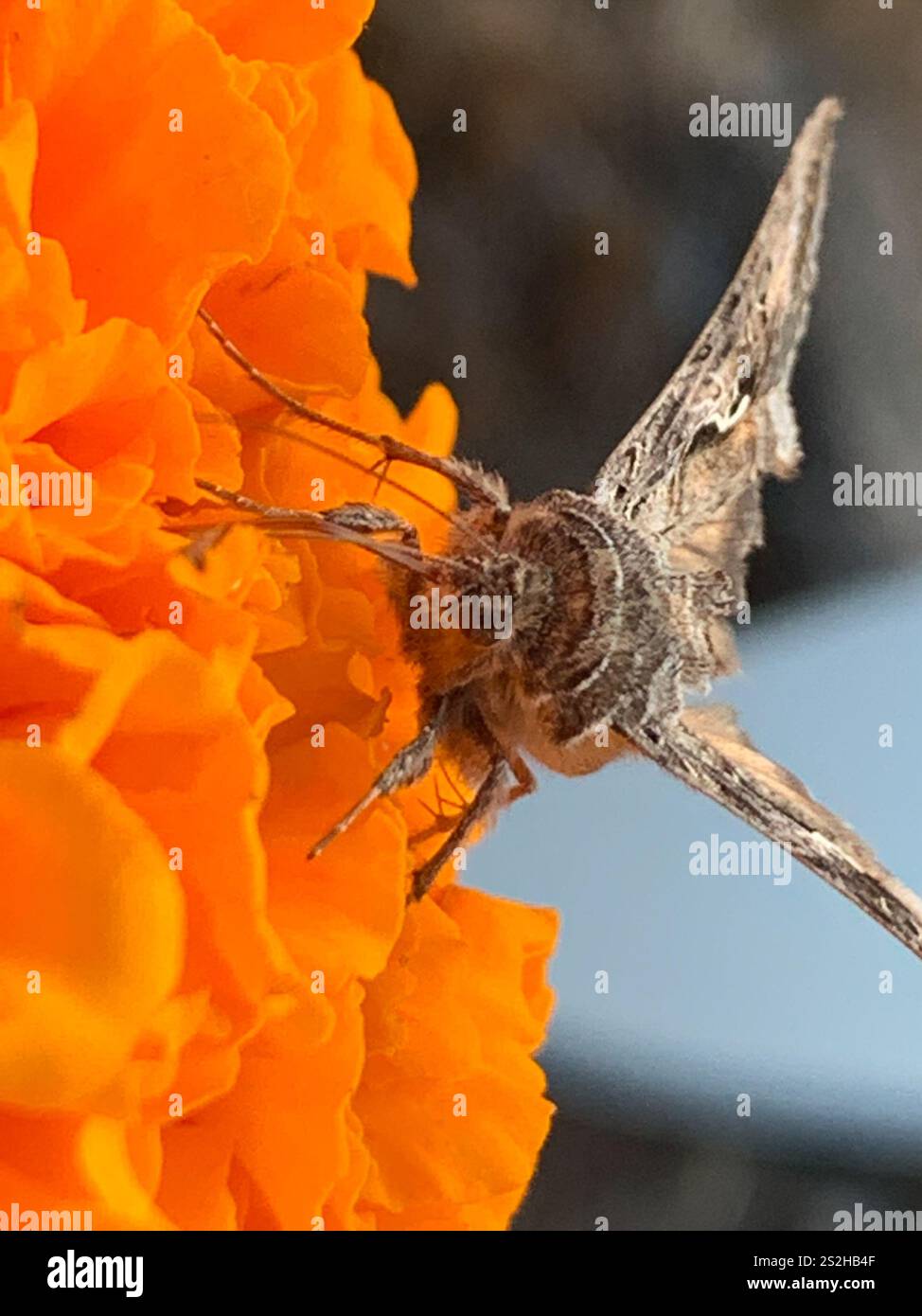 Alfalfa Looper (Autographa californica Stock Photo - Alamy