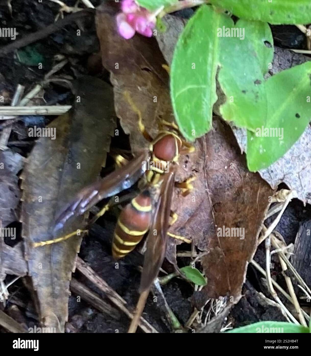 Guinea Paper Wasp (Polistes exclamans Stock Photo - Alamy