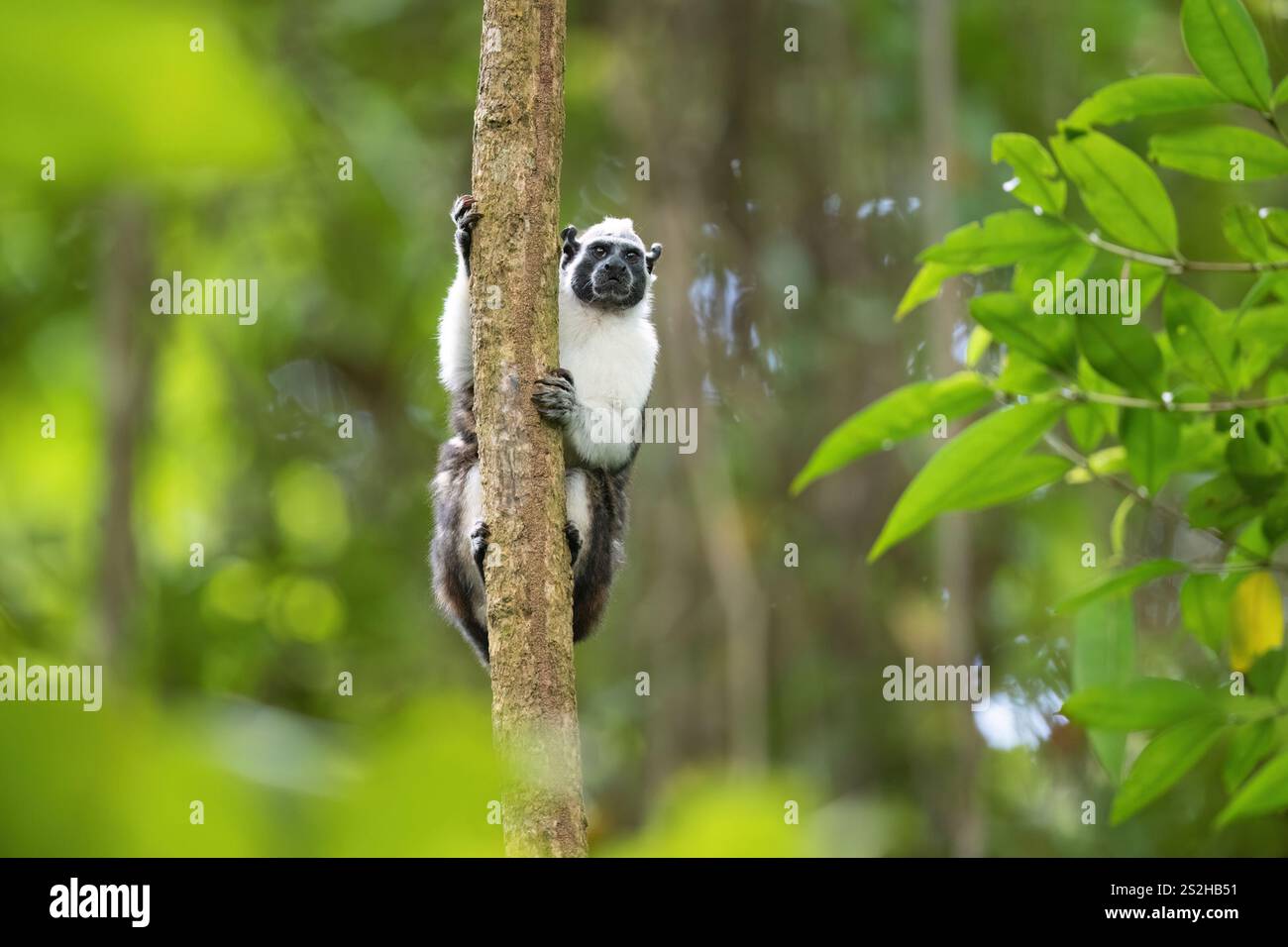 Geoffroy’s Tamarin (Saguinus geoffroyi Stock Photo - Alamy