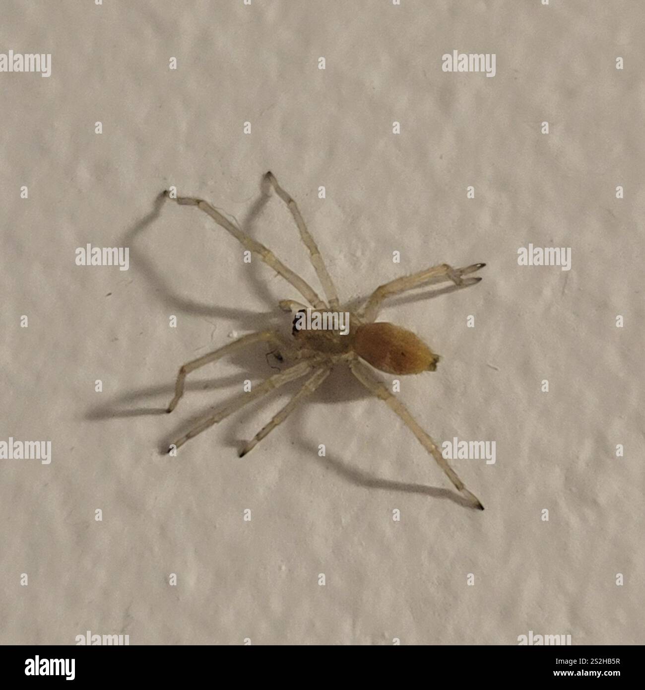 Northern Yellow Sac Spider (Cheiracanthium mildei Stock Photo - Alamy