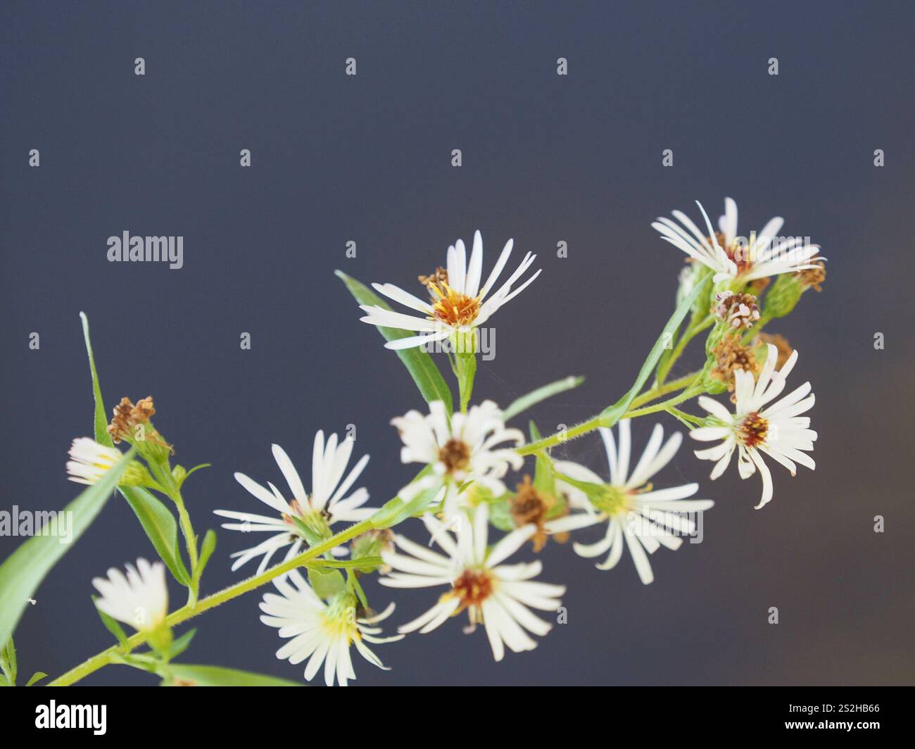 panicled aster (Symphyotrichum lanceolatum Stock Photo - Alamy