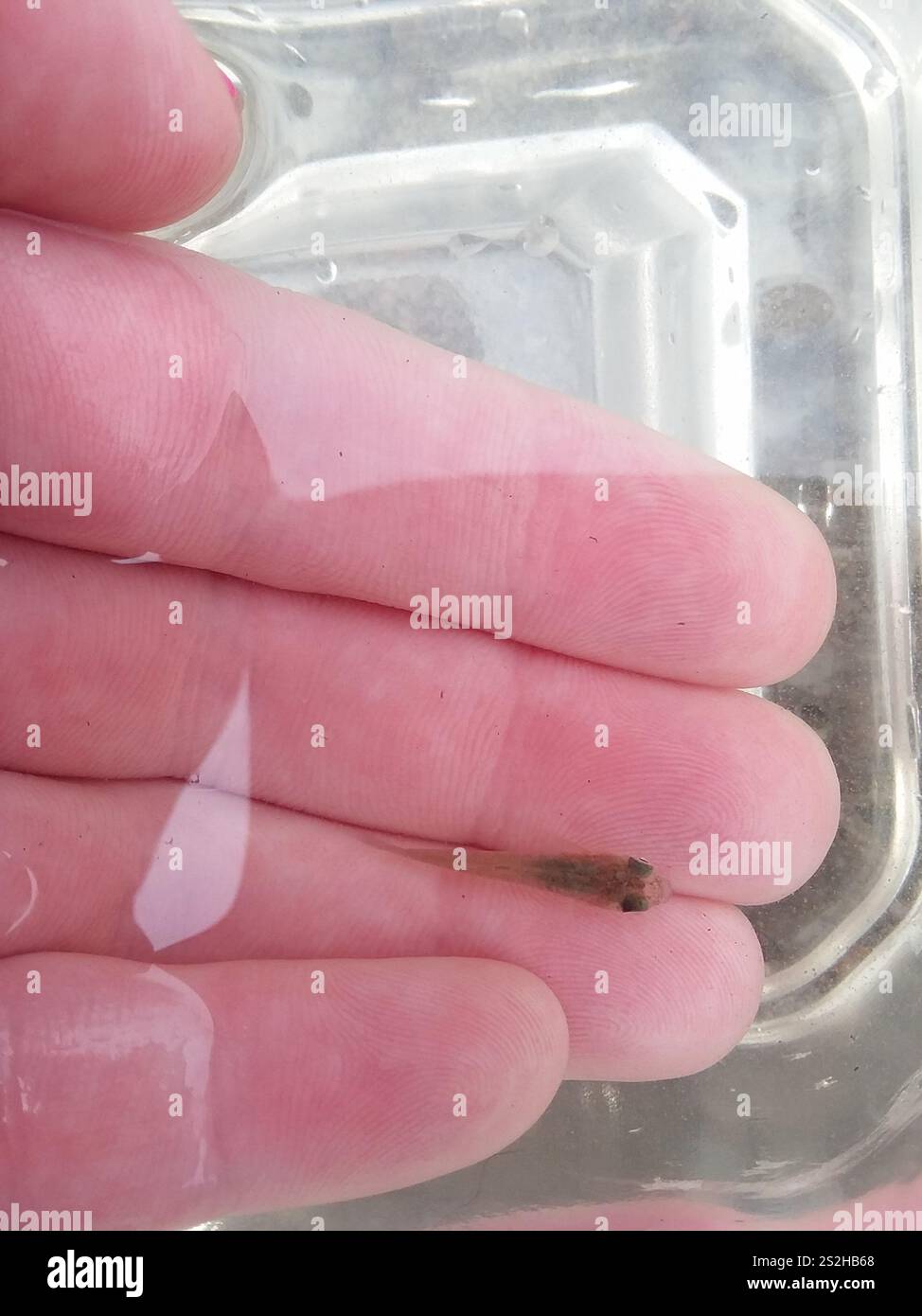 Typical Killifishes (Fundulus Stock Photo - Alamy