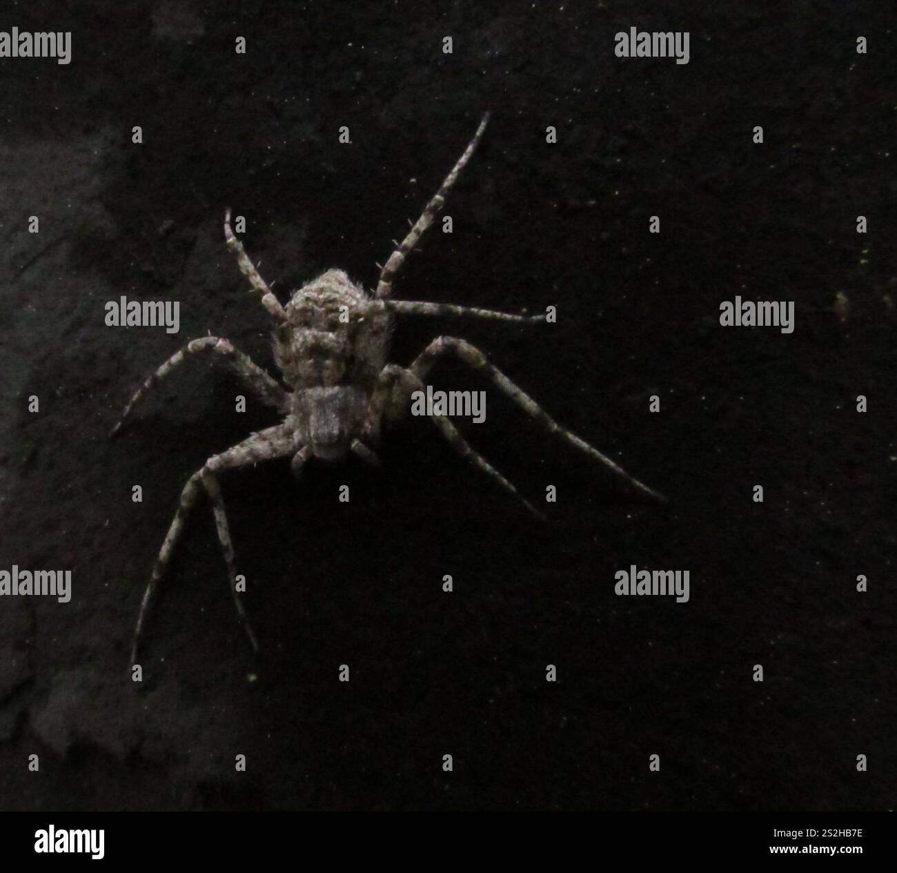 Running Crab Spiders (Philodromus Stock Photo - Alamy